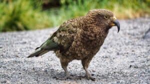Kea Animal Facts - Nestor notabilis - A-Z Animals