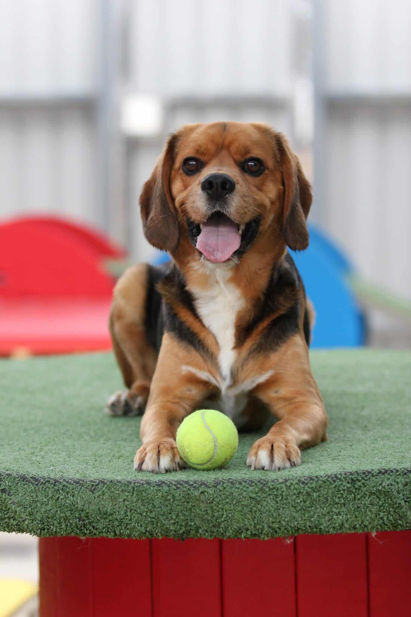 Keagle Dog Breed Complete Guide - A-Z Animals