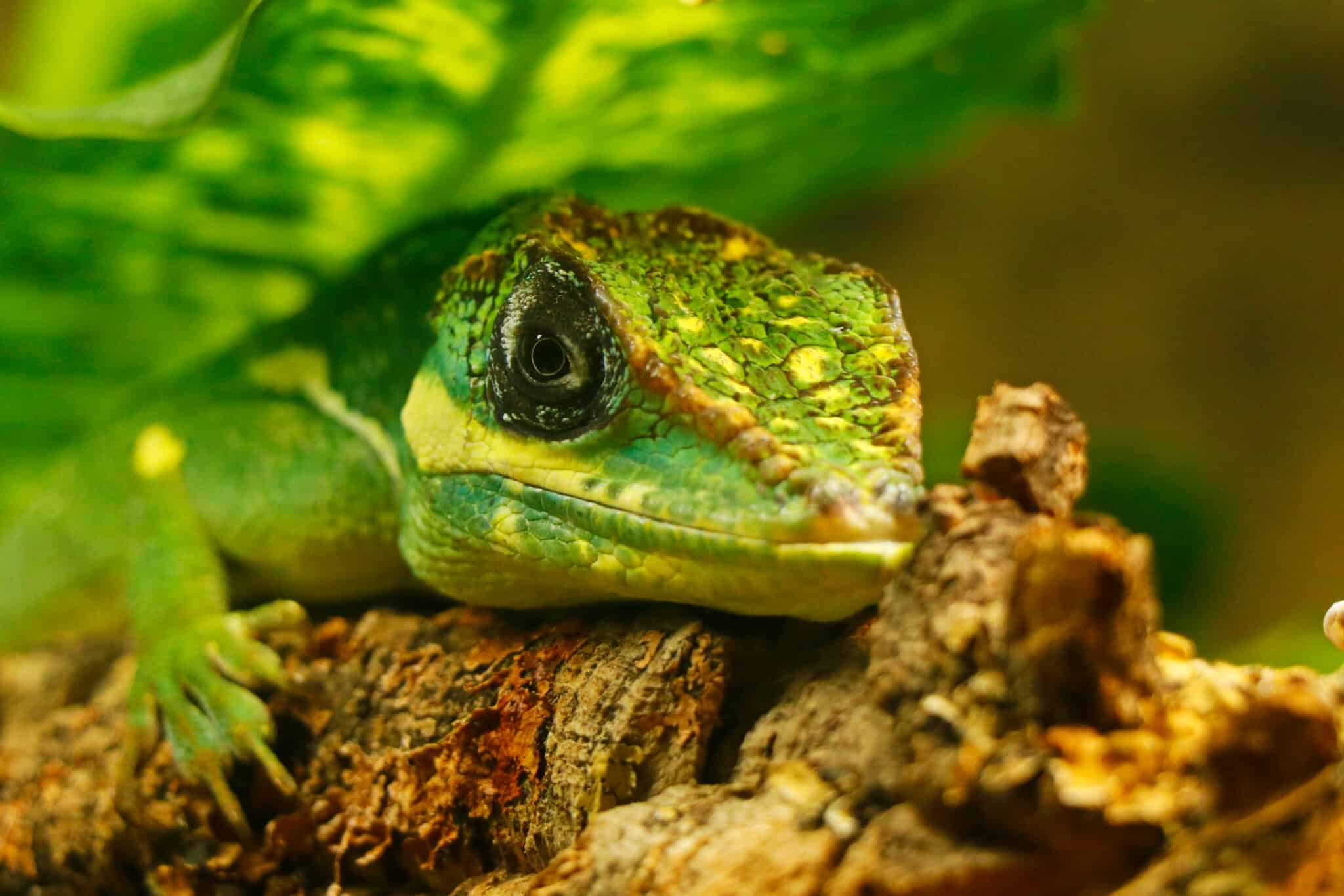 Anole Lizard Animal Facts - A-Z Animals