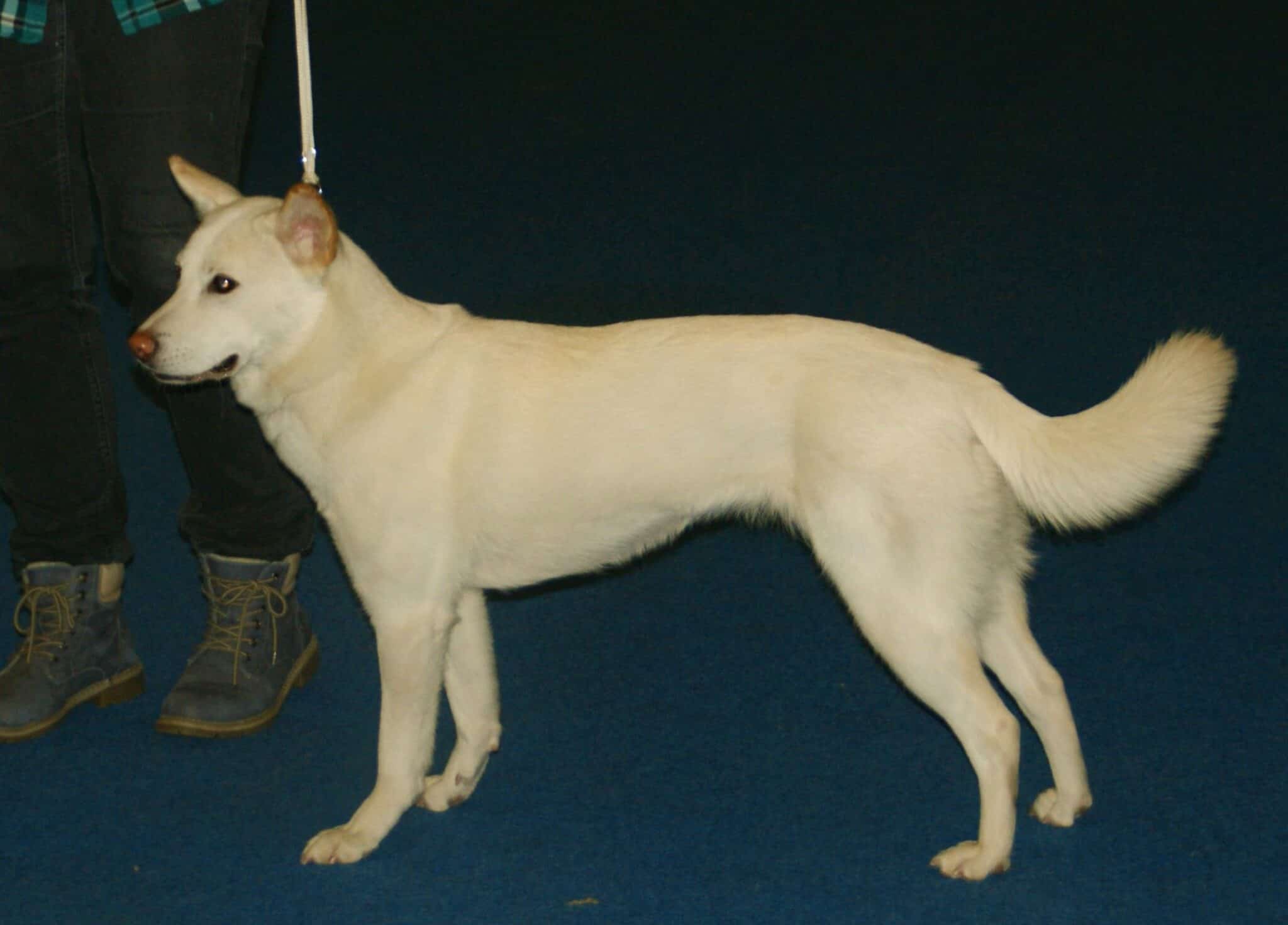 Korean Jindo Dog Breed Complete Guide - A-Z Animals