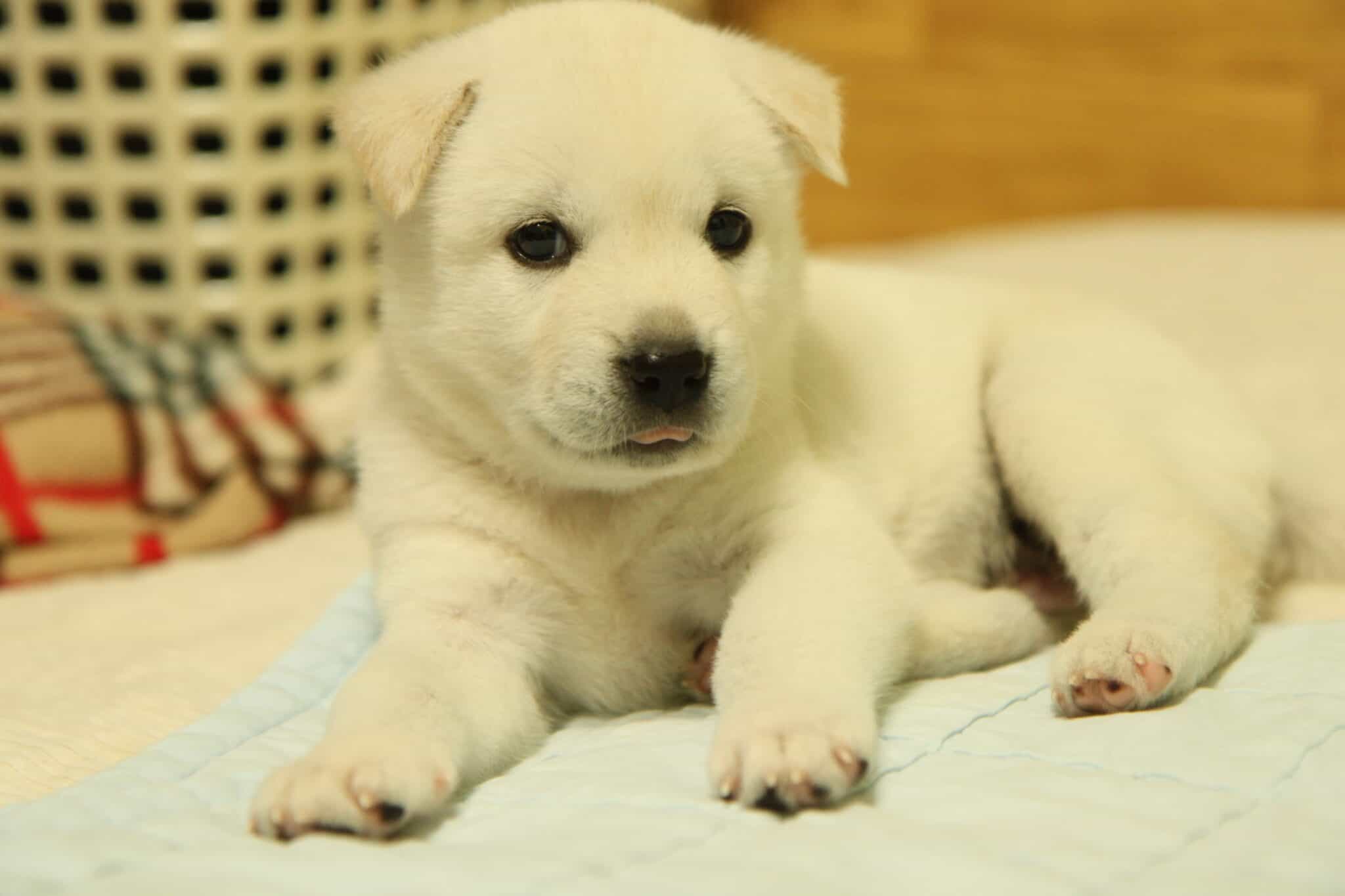 Korean Jindo Dog Breed Complete Guide - A-Z Animals