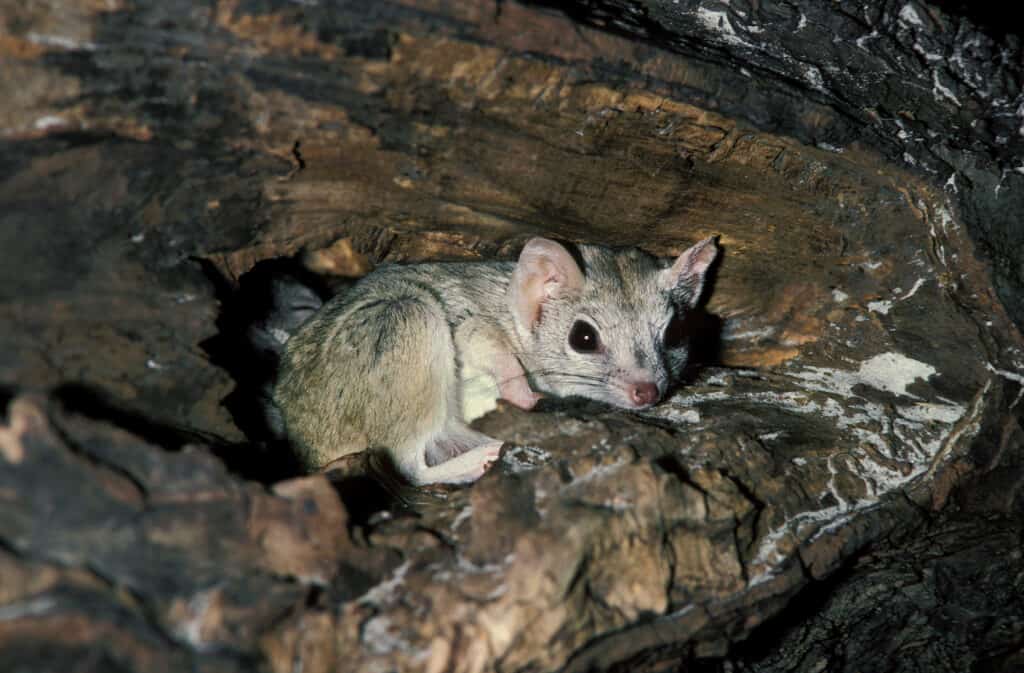 Kowari Animal Pictures | A-Z Animals