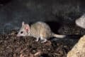 Kowari Animal Facts - Dasyuroides byrnei - A-Z Animals