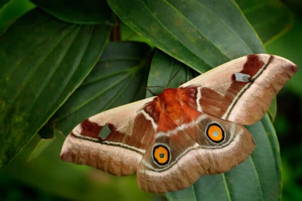Madora Moth Animal Facts - Gonimbrasia belina - A-Z Animals