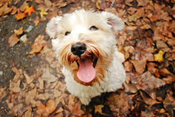 Mauzer Animal Facts - Canis lupus familiaris - A-Z Animals