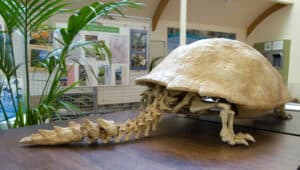 Meet the Huge Ancient Turtles That Used To Roam Earth - A-Z Animals
