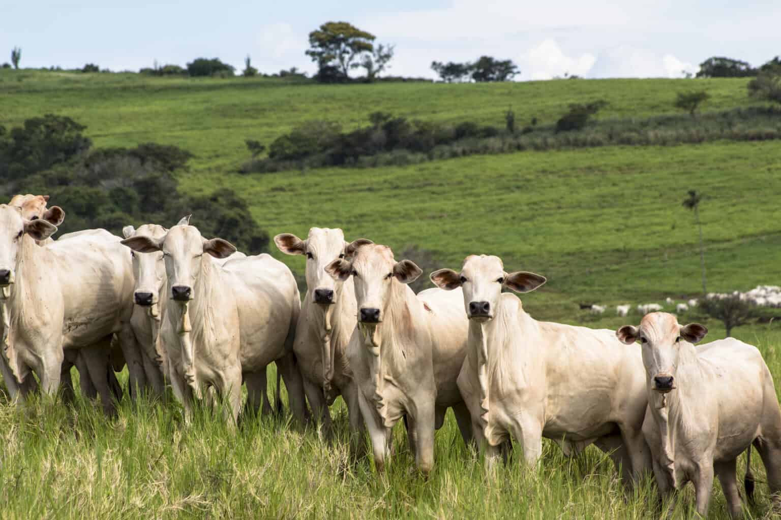 Nelore Cattle Animal Facts - Bos taurus indicus - A-Z Animals