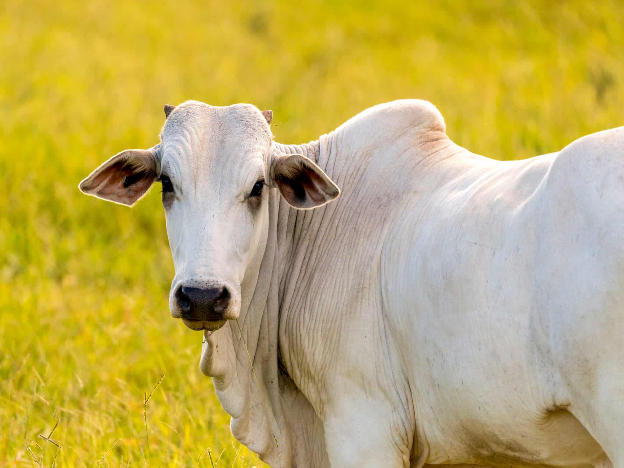 Nelore Cattle Animal Facts - A-Z Animals