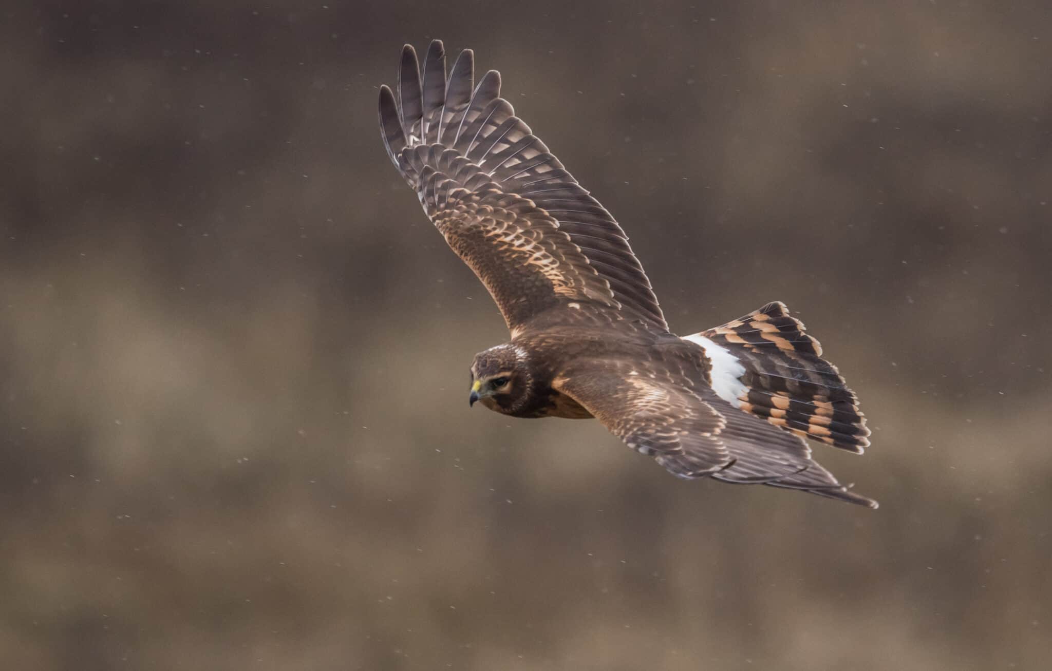 Northern Harrier Animal Facts - Circus hudsonius - A-Z Animals