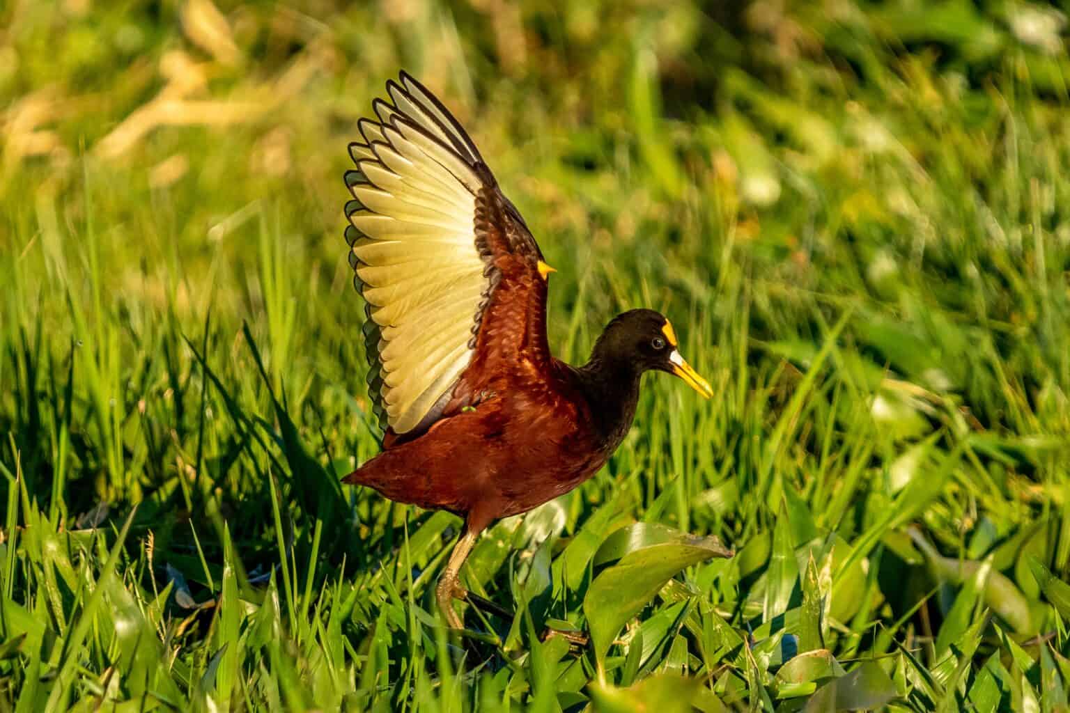 Northern Jacana Animal Facts - Jacana spinosa - A-Z Animals