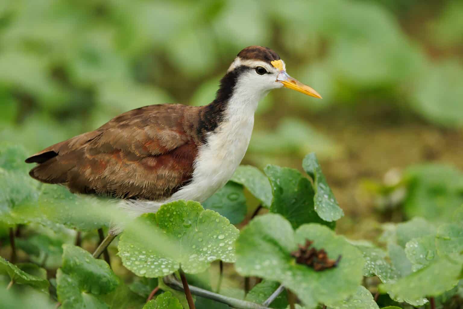Northern Jacana Bird Facts - Jacana Spinosa - A-Z Animals