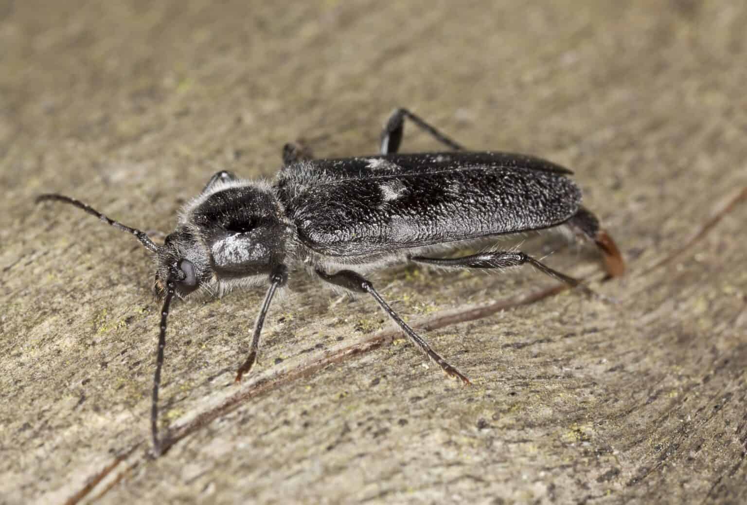 Old House Borer Animal Facts - Hylotrupes bajulus - A-Z Animals