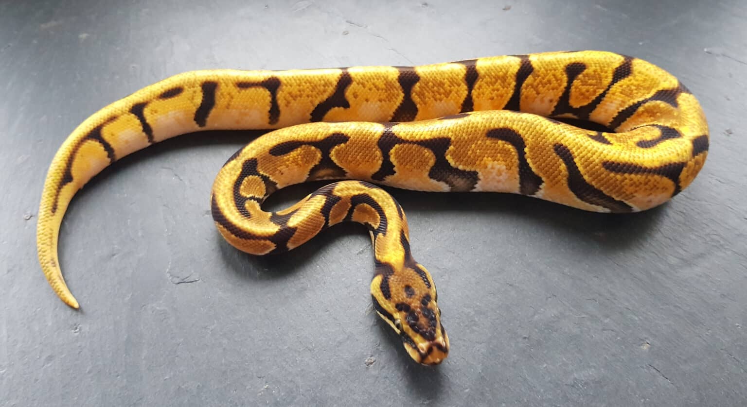 Orange Dream Ball Python Animal Facts - Python regius - A-Z Animals