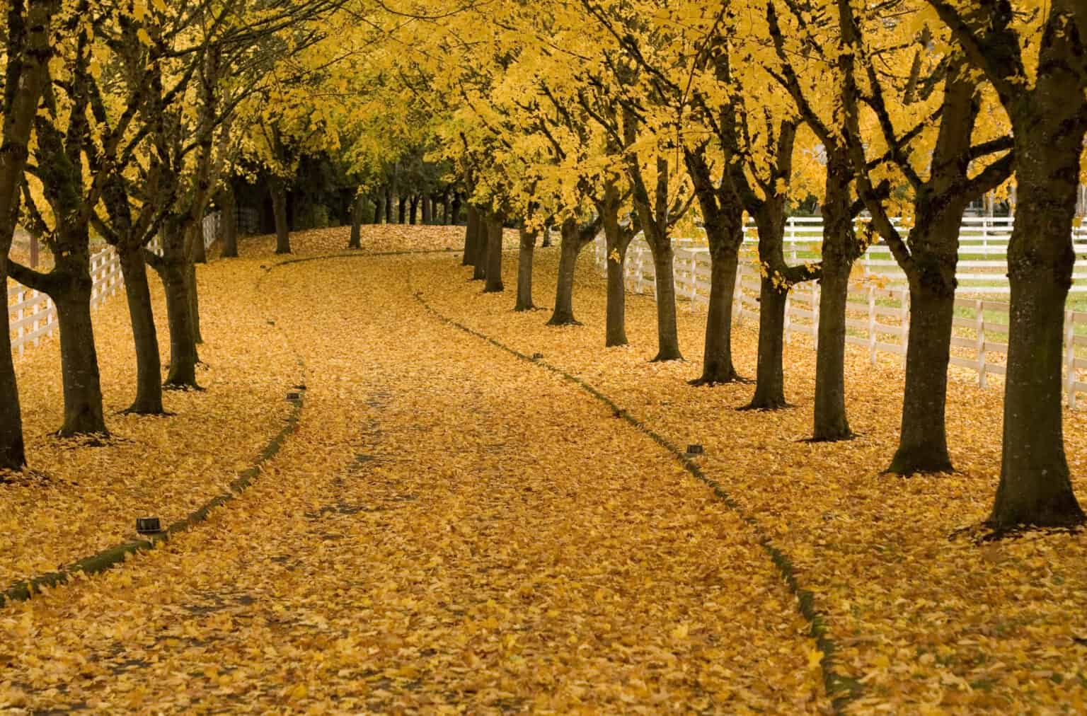 8 Reasons You Should Actually Leave Your Leaves on the Ground - A-Z Animals
