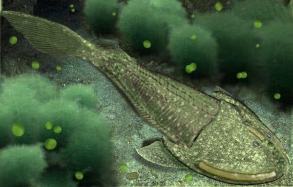 Cephalaspis Animal Facts - Cephalaspis - A-Z Animals