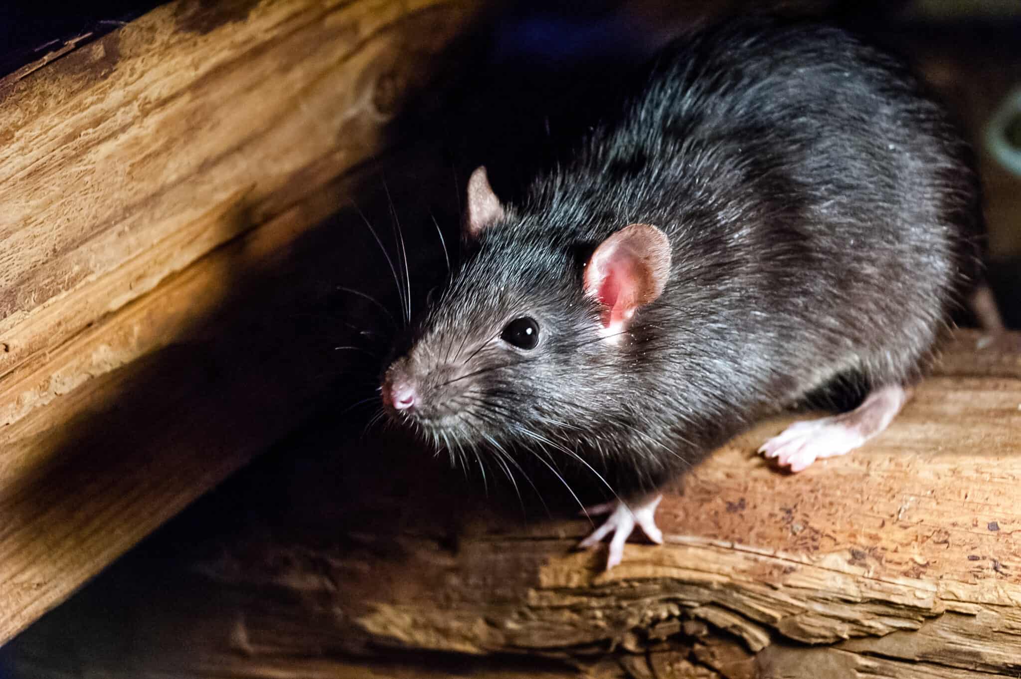 How To Get Rid of Rats in Walls and Ceilings - A-Z Animals