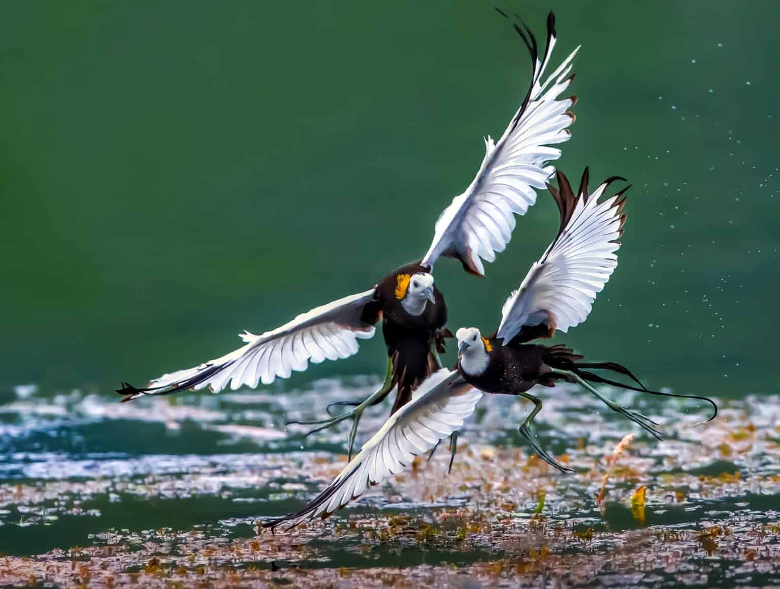 Jacana Animal Facts - Jacanidae - A-Z Animals