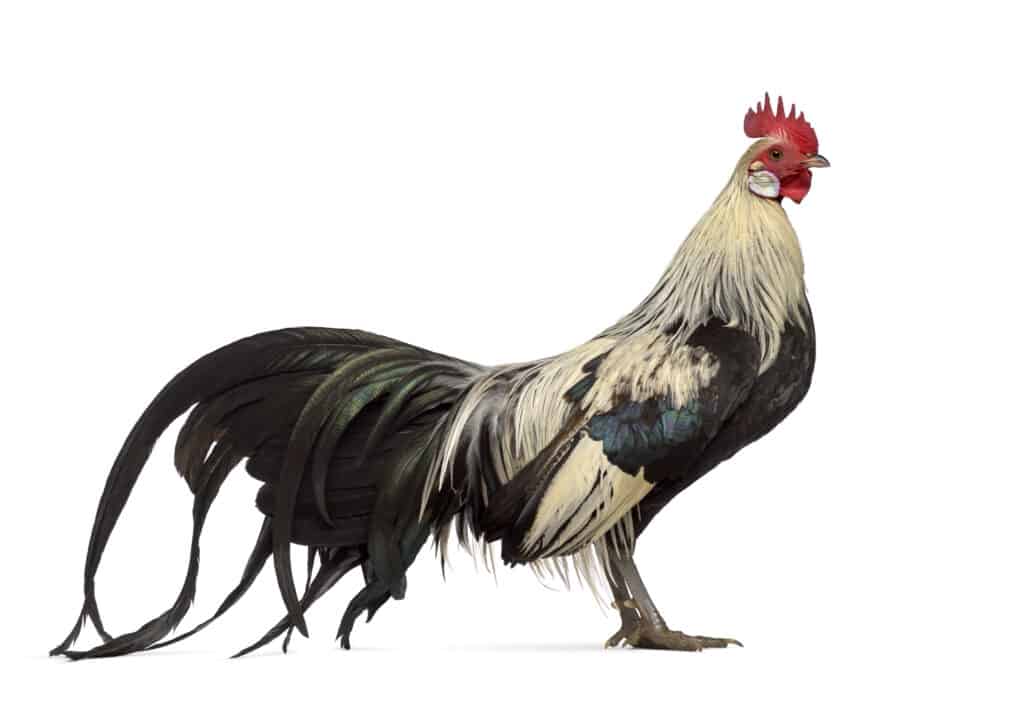 Phoenix Chicken Animal Facts - Gallus gallus domesticus - A-Z Animals