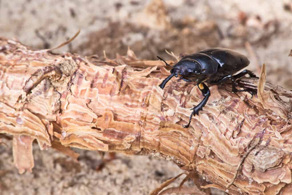 Pine Beetle Animal Facts - Dendroctonus ponderosae - A-Z Animals