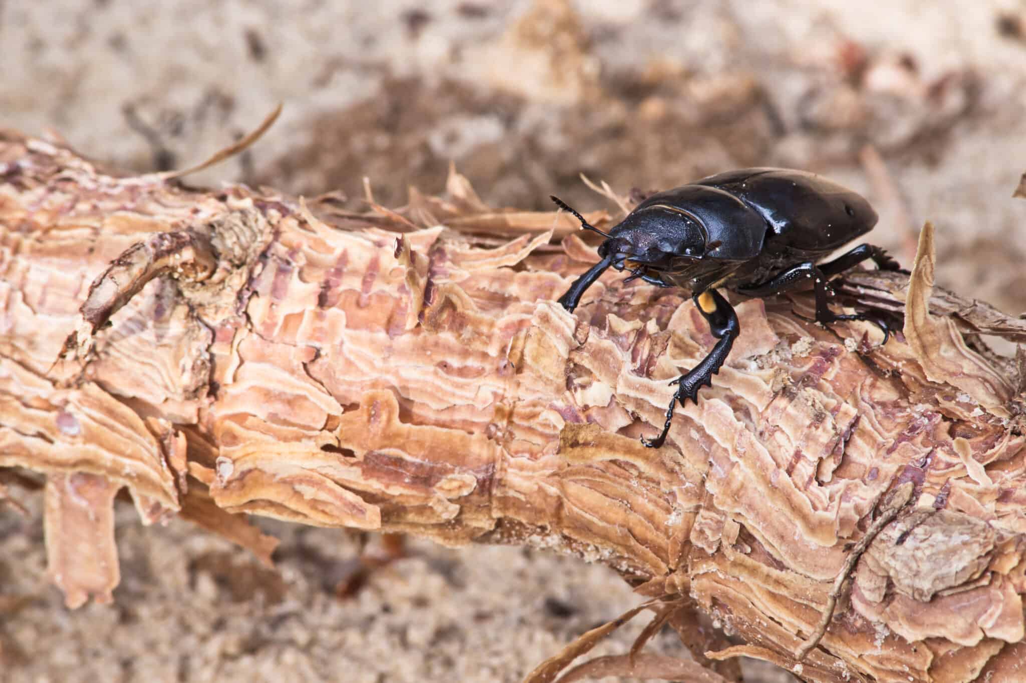 Pine Beetle Insect Facts - Dendroctonus ponderosae - A-Z Animals