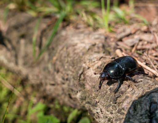 Ten Beetles Native to Washington - A-Z Animals