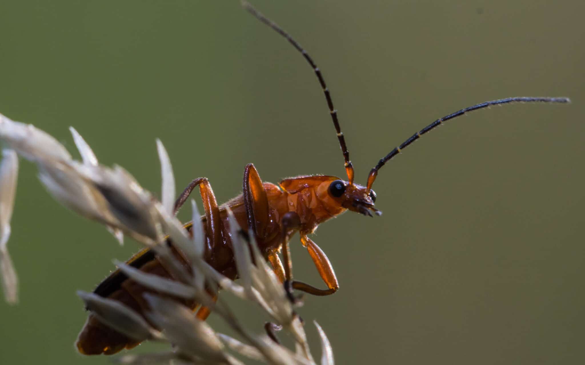 6 Bioluminescent Bugs That Light Up - A-Z Animals