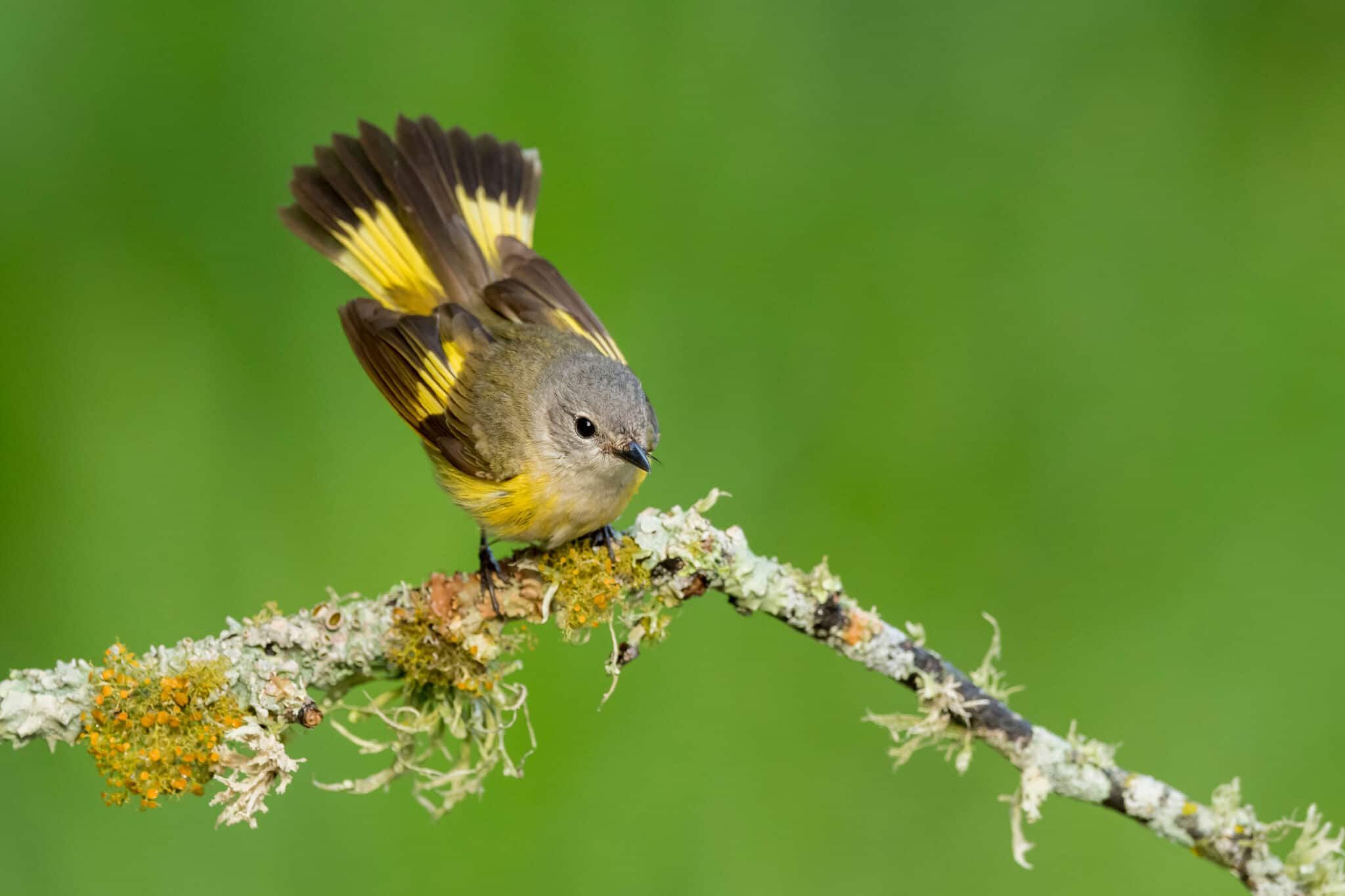 Redstart Bird Facts - Phoenicurus phoenicurus - A-Z Animals