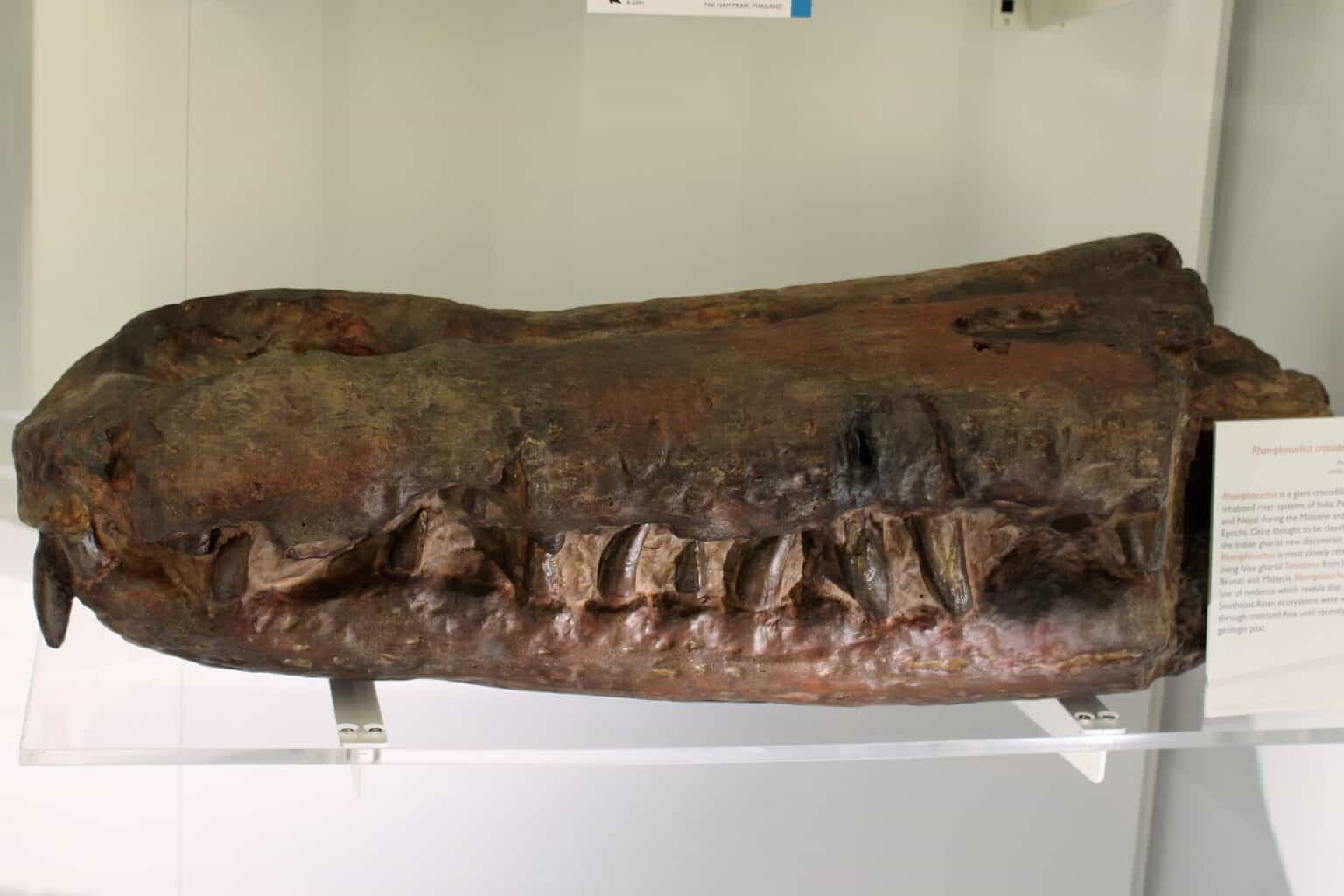 Rhamphosuchus vs. Megalodon: Who Would Win in a Fight? - A-Z Animals