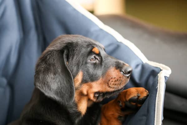 7 Reasons Doberman Pinschers Are the Best Guard Dogs - A-Z Animals