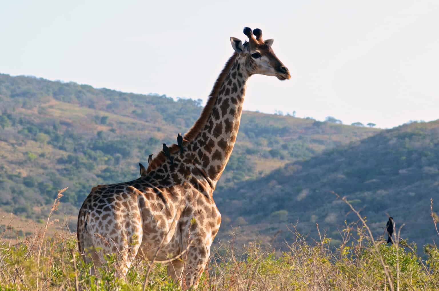 Male vs. Female Giraffes: 4 Key Differences - A-Z Animals