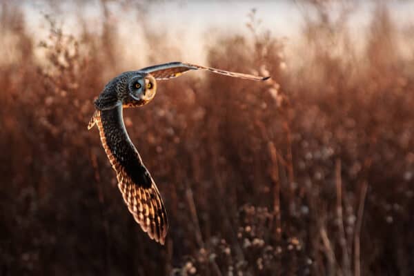 Short-Eared Owl Bird Facts - Asio flammeus - A-Z Animals