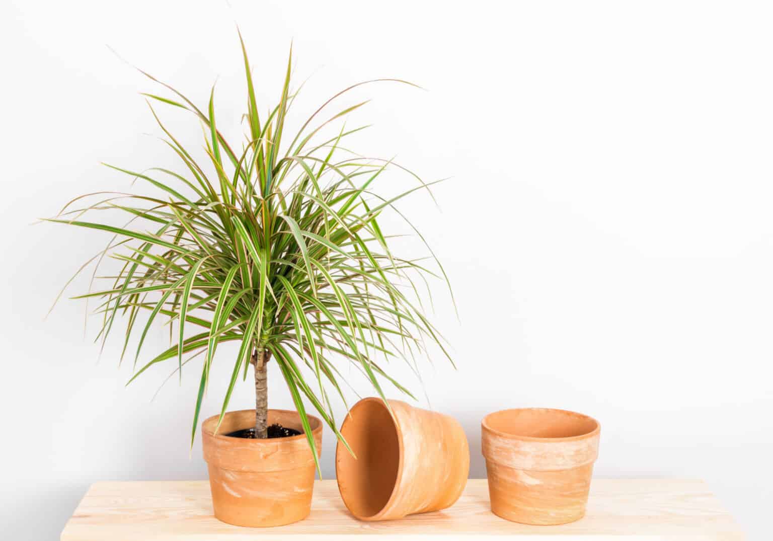 Are Monstera Plants Toxic to Cats or Dogs? - A-Z Animals