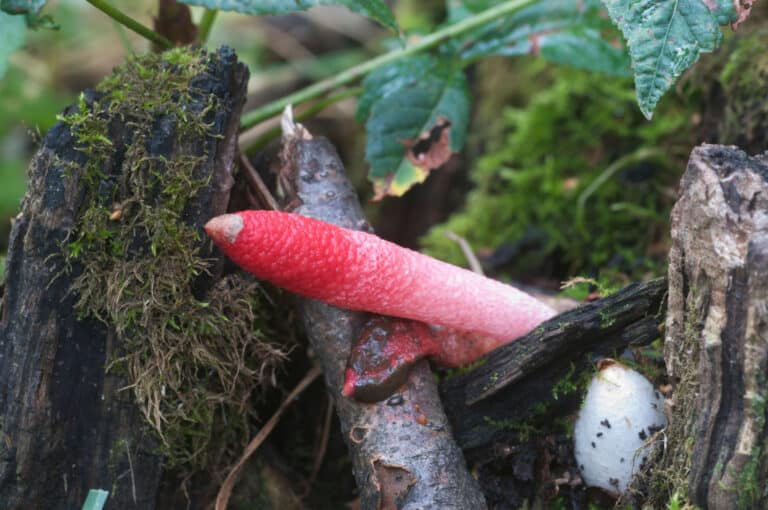 Stinkhorn Fungi: Different Types and Why They Stink - A-Z Animals