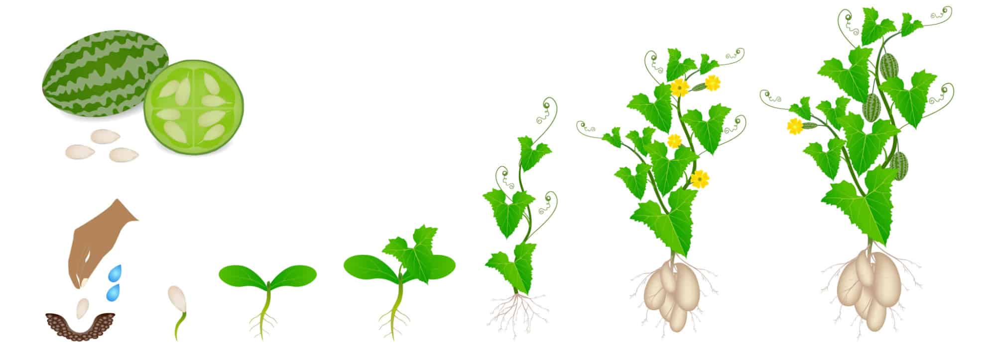 Cucamelon Seeds: How to Grow and Harvest Mouse Melons - A-Z Animals