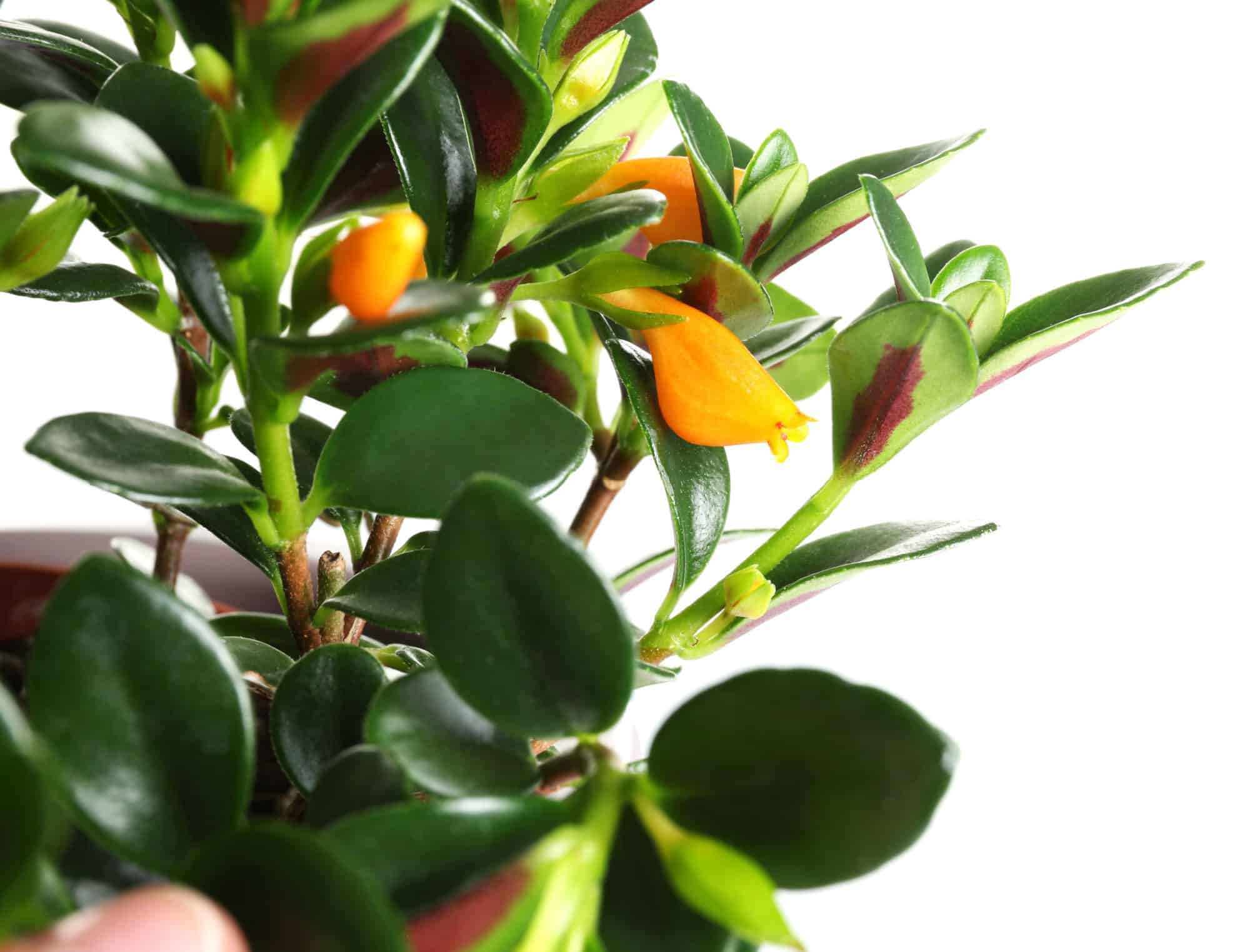 Astrological Houseplants: Find Your Perfect Zodiac Plant Match - A-Z ...