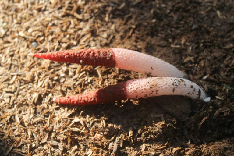 Stinkhorn Fungi: Different Types and Why They Stink - A-Z Animals