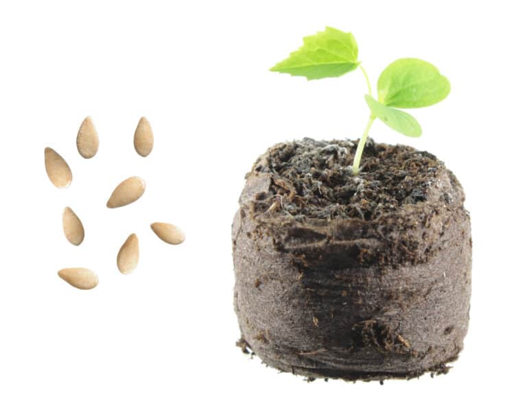 Cucamelon Seeds: How to Grow and Harvest Mouse Melons - A-Z Animals