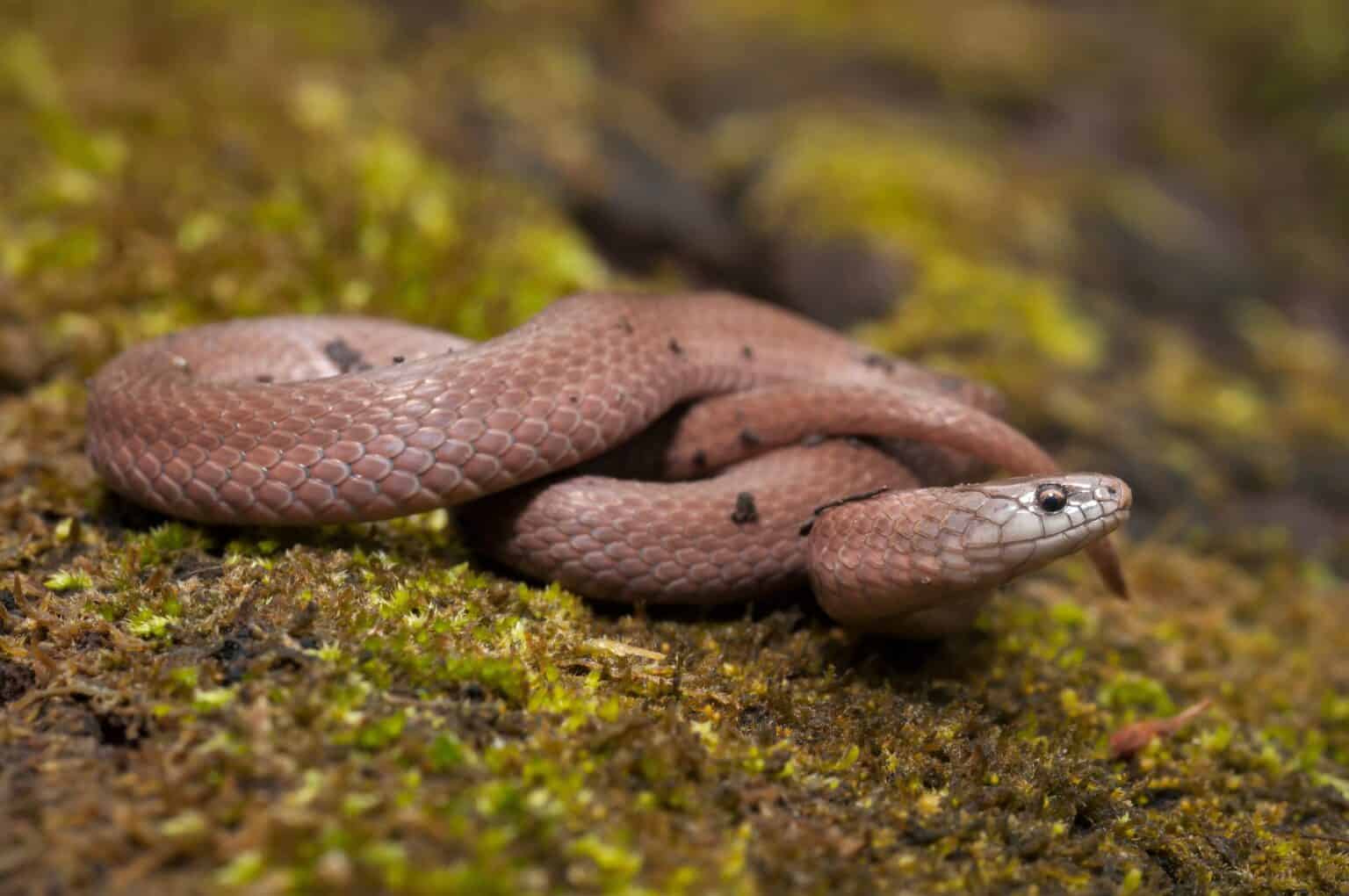 Smooth Earth Snake Animal Facts - Virginia valeriae - A-Z Animals