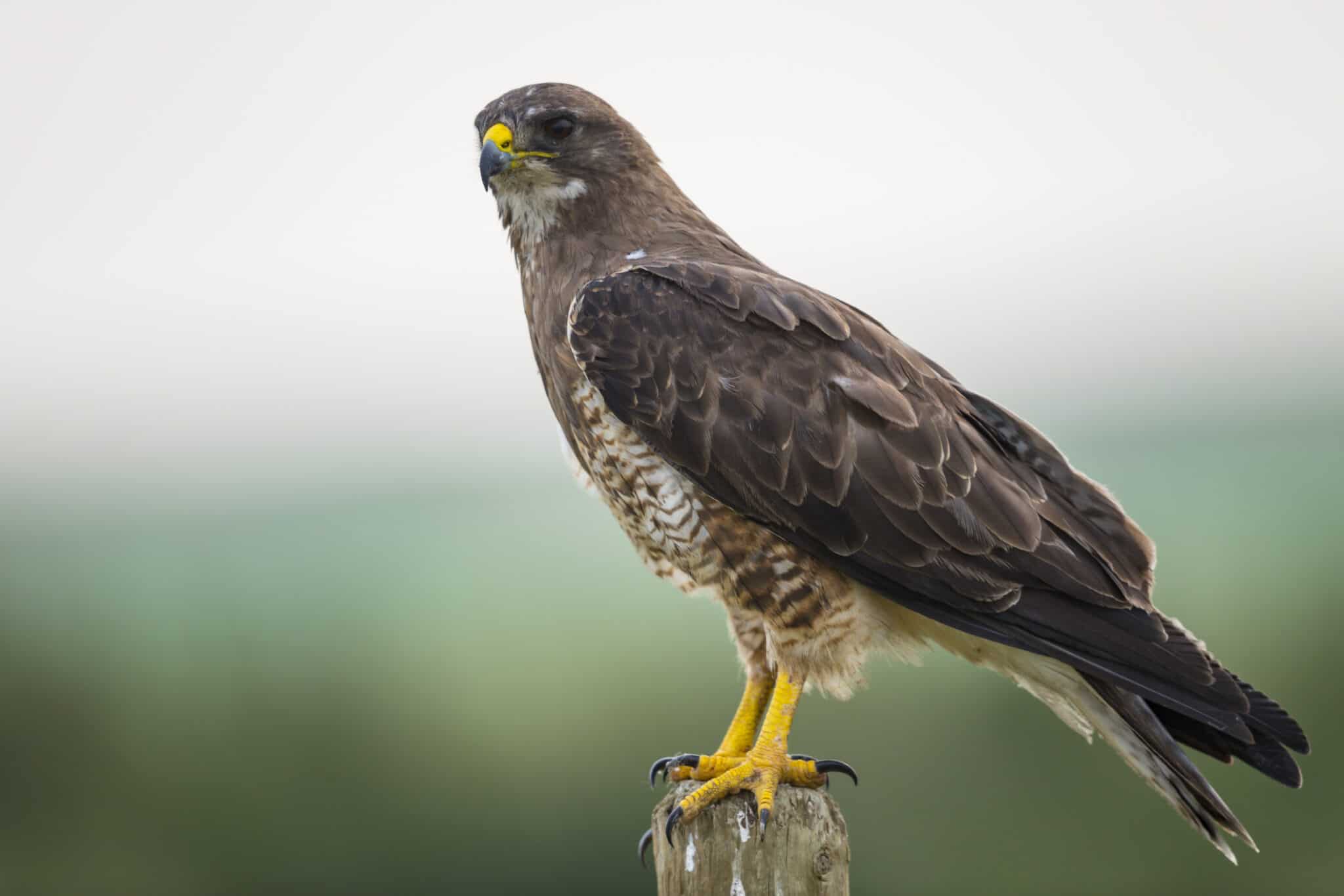 Swainson’s Hawk Animal Facts - Buteo swainsoni - A-Z Animals
