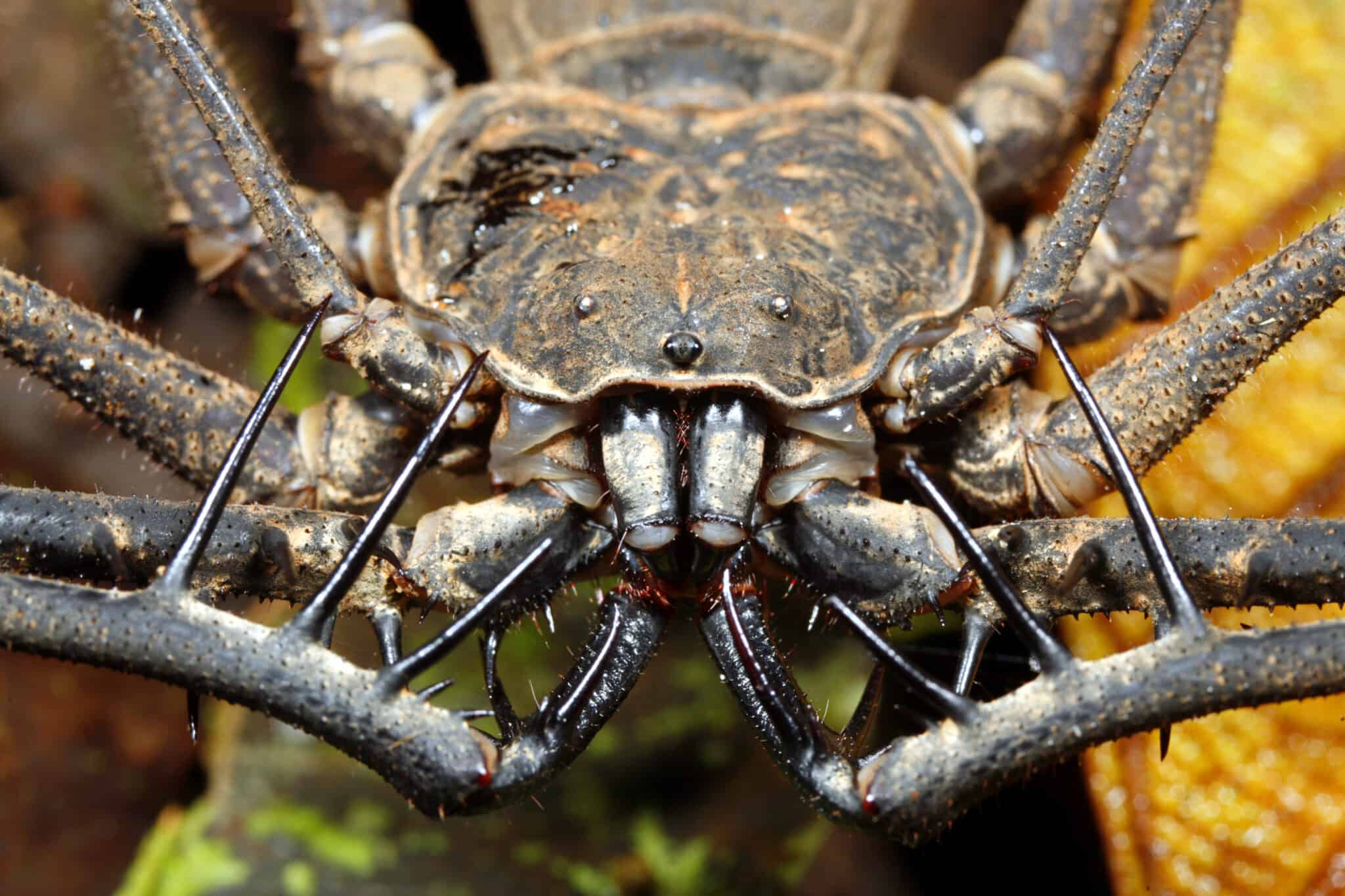 Tailless Whip Scorpion Animal Facts - Amblypygi - A-Z Animals