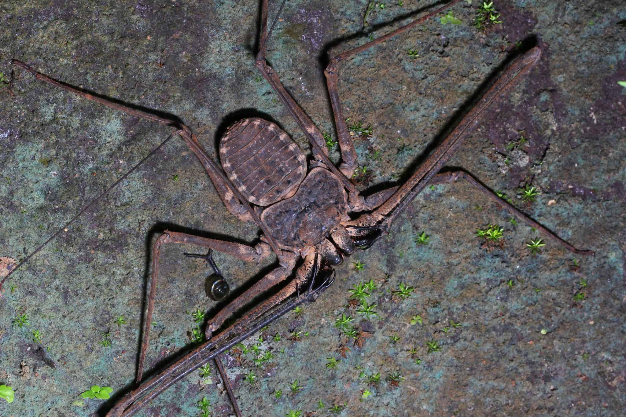 8 Creatures With 8 Legs That AREN'T Spiders - A-Z Animals