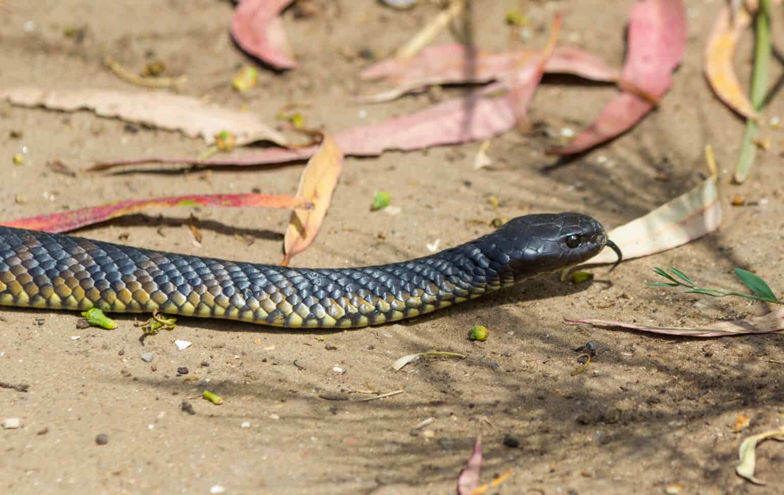 Tasmanian Tiger Snake Animal Facts - Notechis scutatus humphreysi - A-Z ...