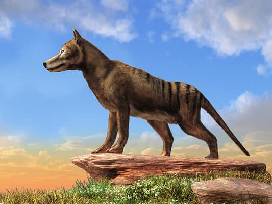 10 Notable Facts About Tasmanian Tigers - A-Z Animals