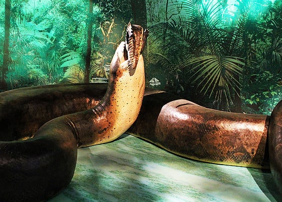 Scientists Discover Ancient Snake that Rivals Titanoboa Size: Just How ...