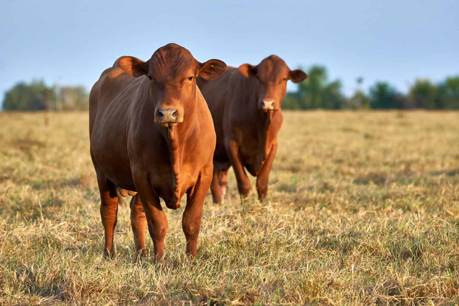 Senepol Cattle Animal Facts - Bos taurus - A-Z Animals