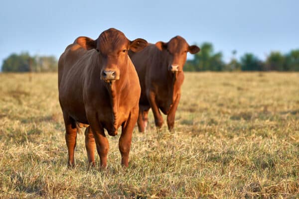 Senepol Cattle Animal Facts - Bos taurus - A-Z Animals