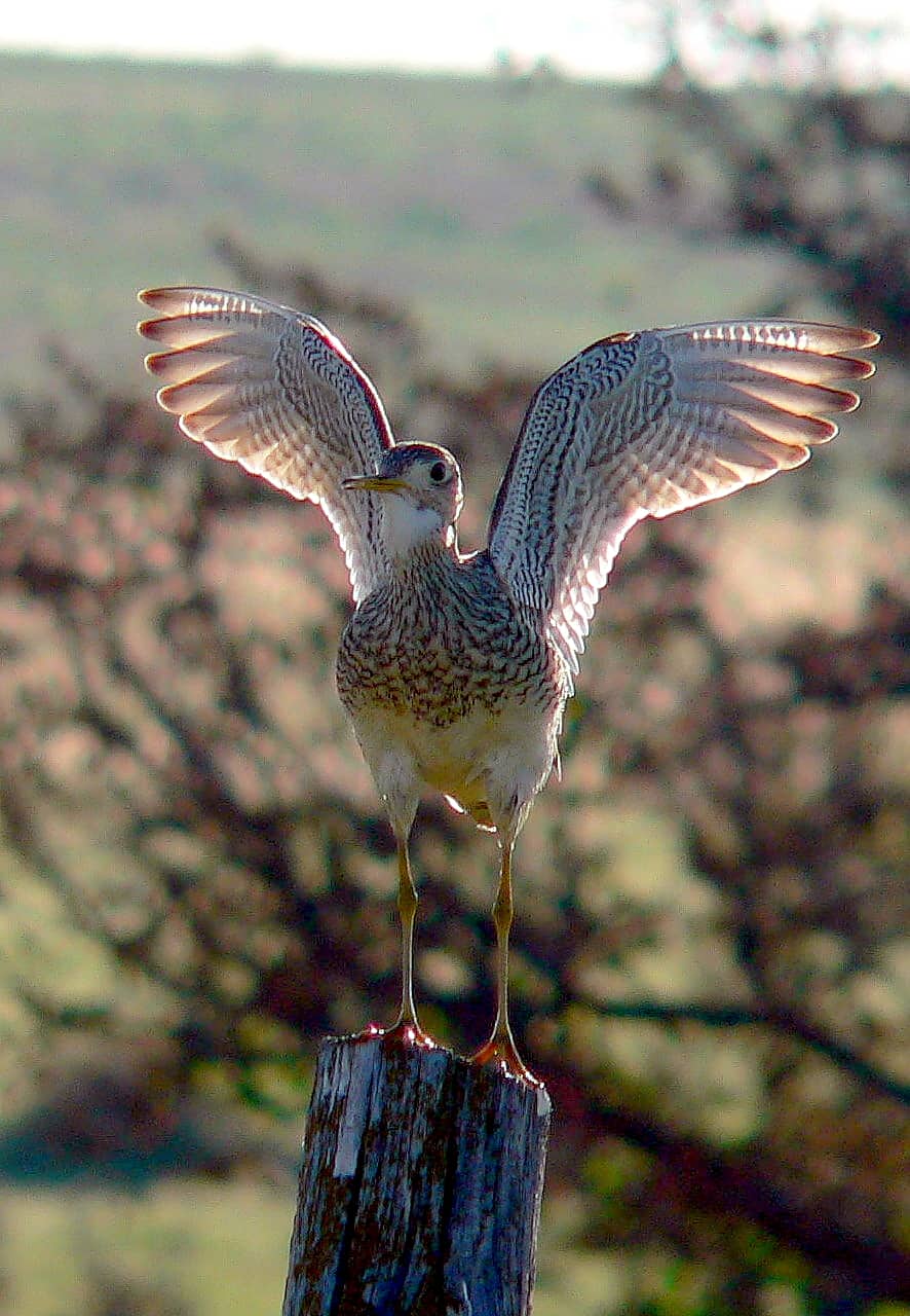 Upland Sandpiper Bird Facts - Bartramia longicauda - A-Z Animals