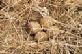 Upland Sandpiper Animal Facts - Bartramia longicauda - A-Z Animals