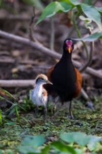Jacana Animal Facts - Jacanidae - A-Z Animals