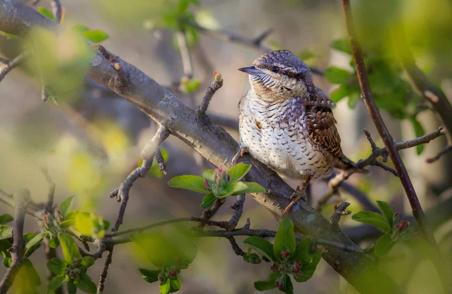 Wryneck Animal Facts - Jynx - A-Z Animals
